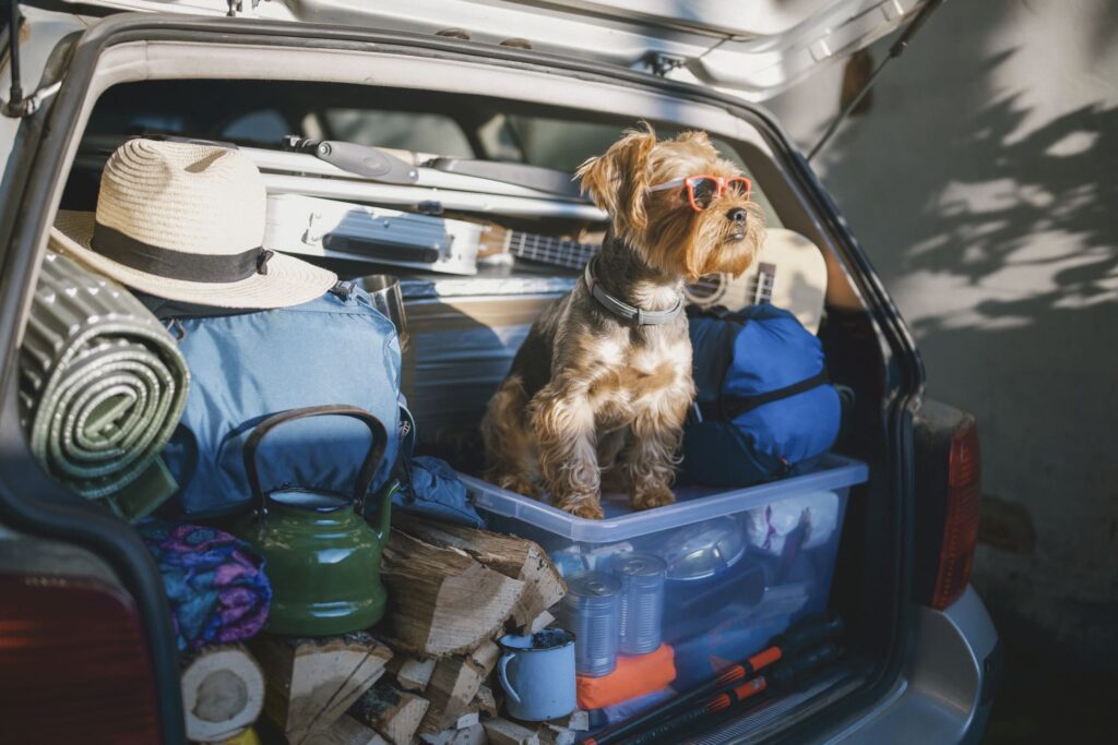 Keep Yourself Safe With These Items From Car Accessory Stores - Carsome ...
